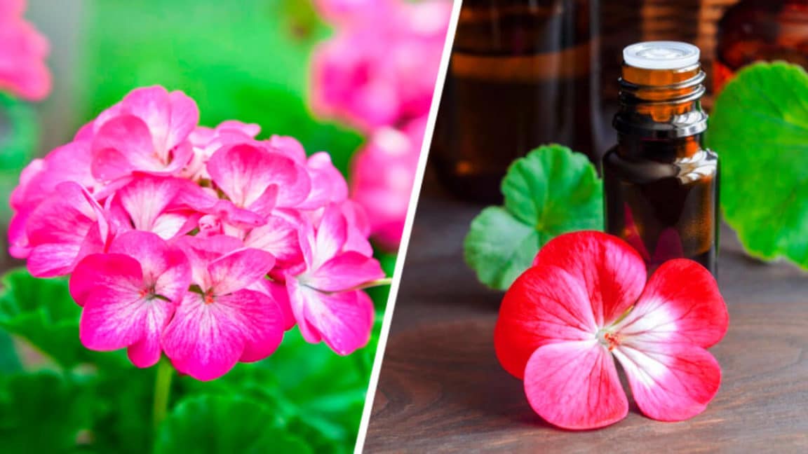 🥇 🥇 Todo sobre las Plantas Geranio y sus Cuidados 🥇