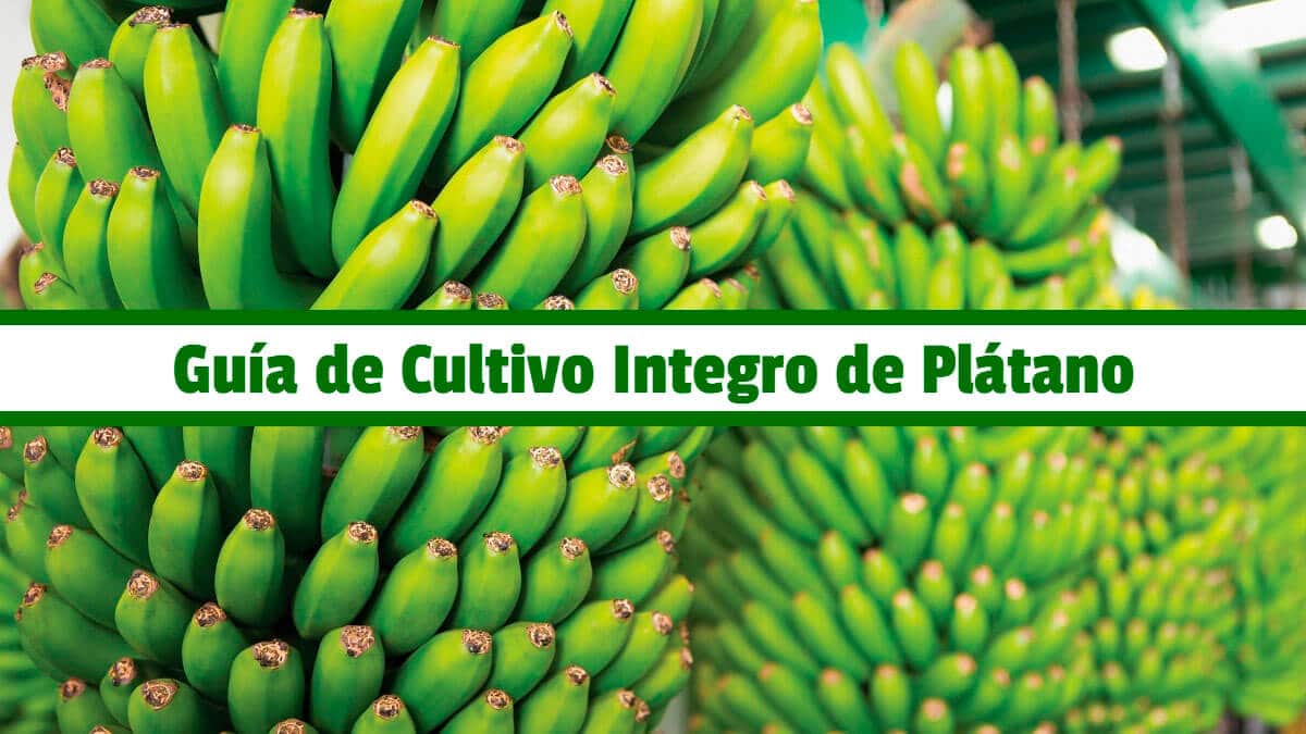 🥇 🥇 Guía de Cultivo Integro de Plátano - PDF 🥇
