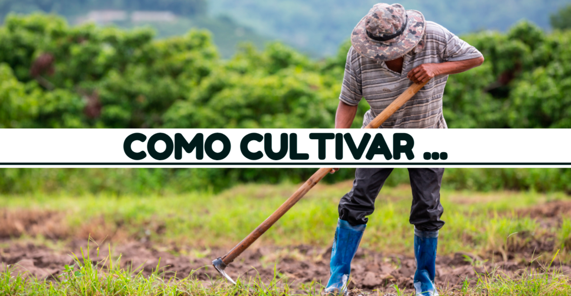 Cultivando Flores - Cultivando Flores